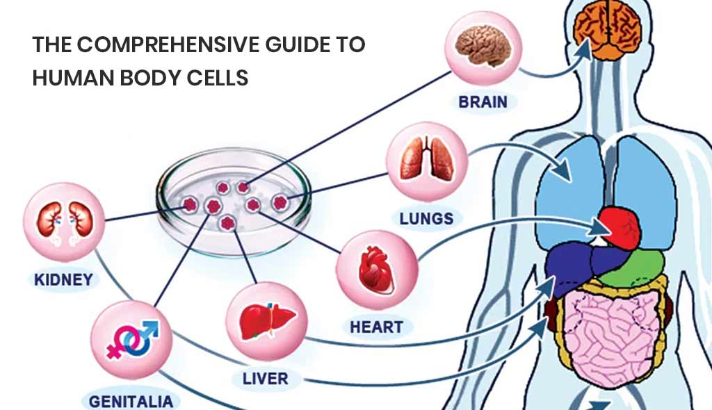 The Largest Cell in the Human Body - GK360